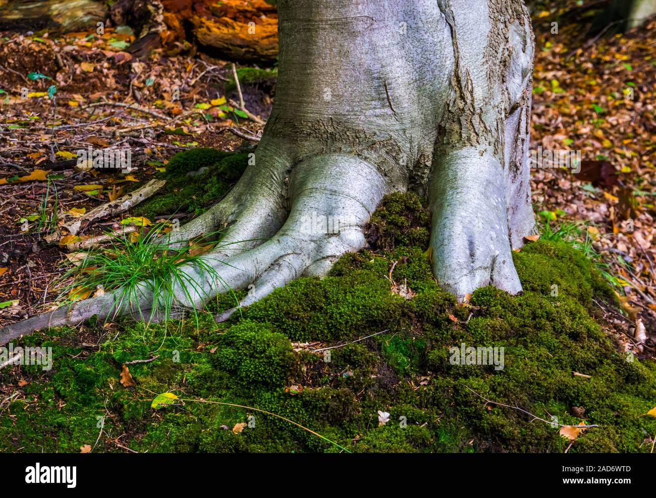 close op a grey tree trunk with firm roots and green moss covering ...