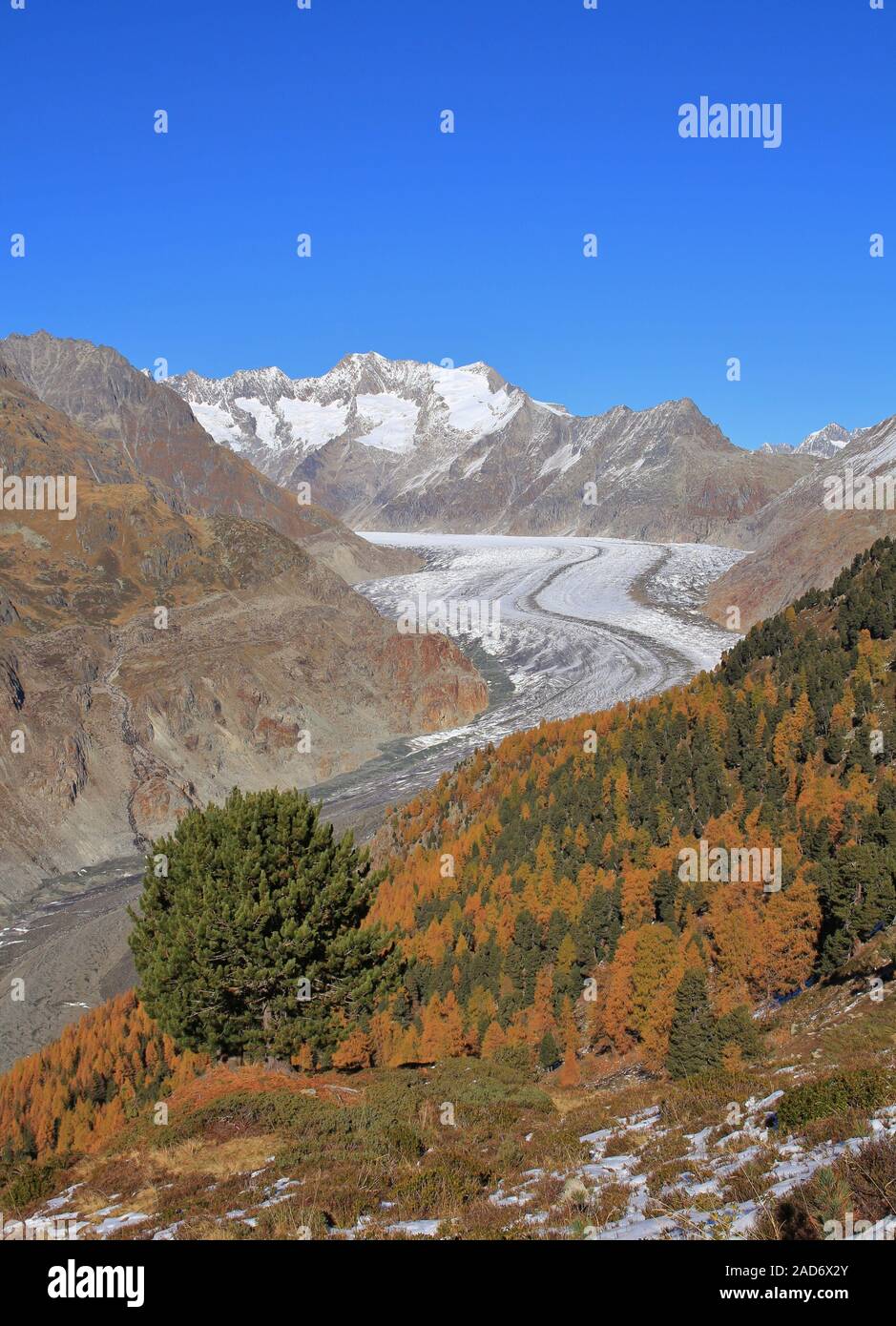 Golden larch forest and Aletsch glacier, longest glacier of the Alps ...