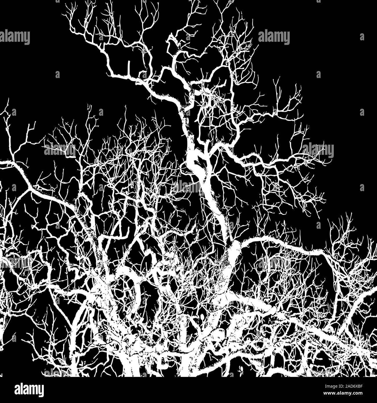 nature pathway in the forest. Vector illustration Stock Vector Image ...