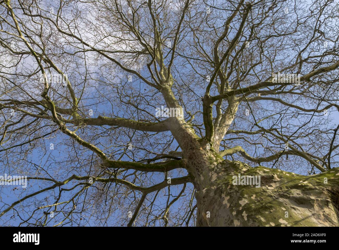 maple-leaved plane tree Stock Photo - Alamy