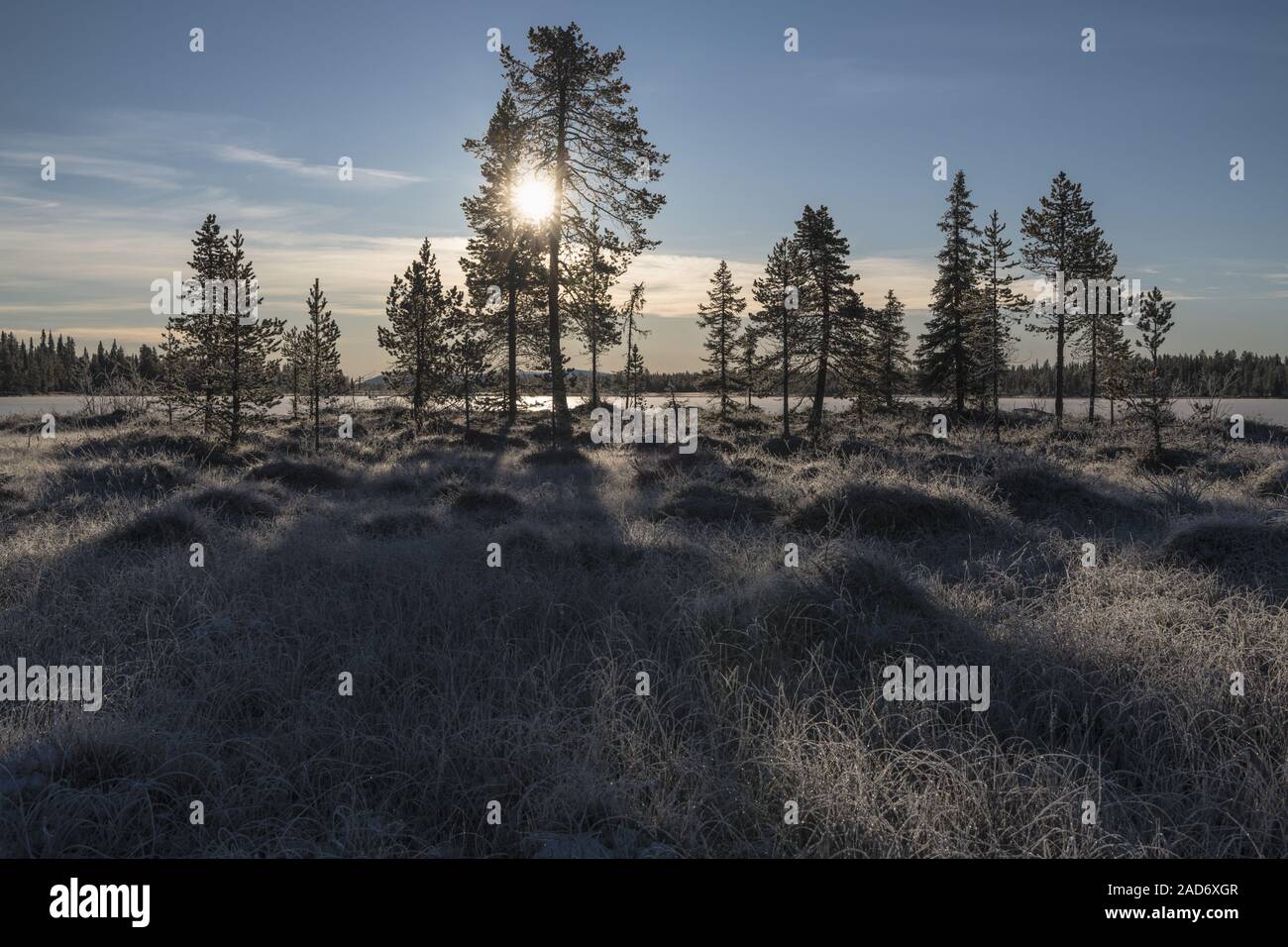 Frost covered swamp landscape in backlight, Lapland, Sweden Stock Photo ...