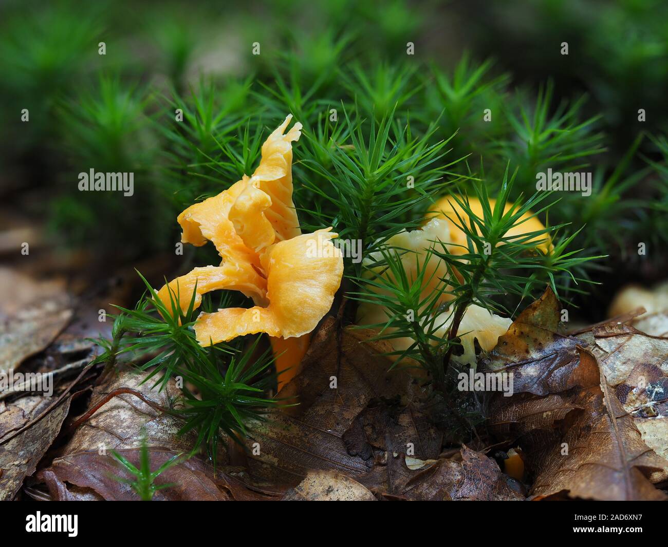 orange chanterelle, Cantharellus friesii Stock Photo - Alamy