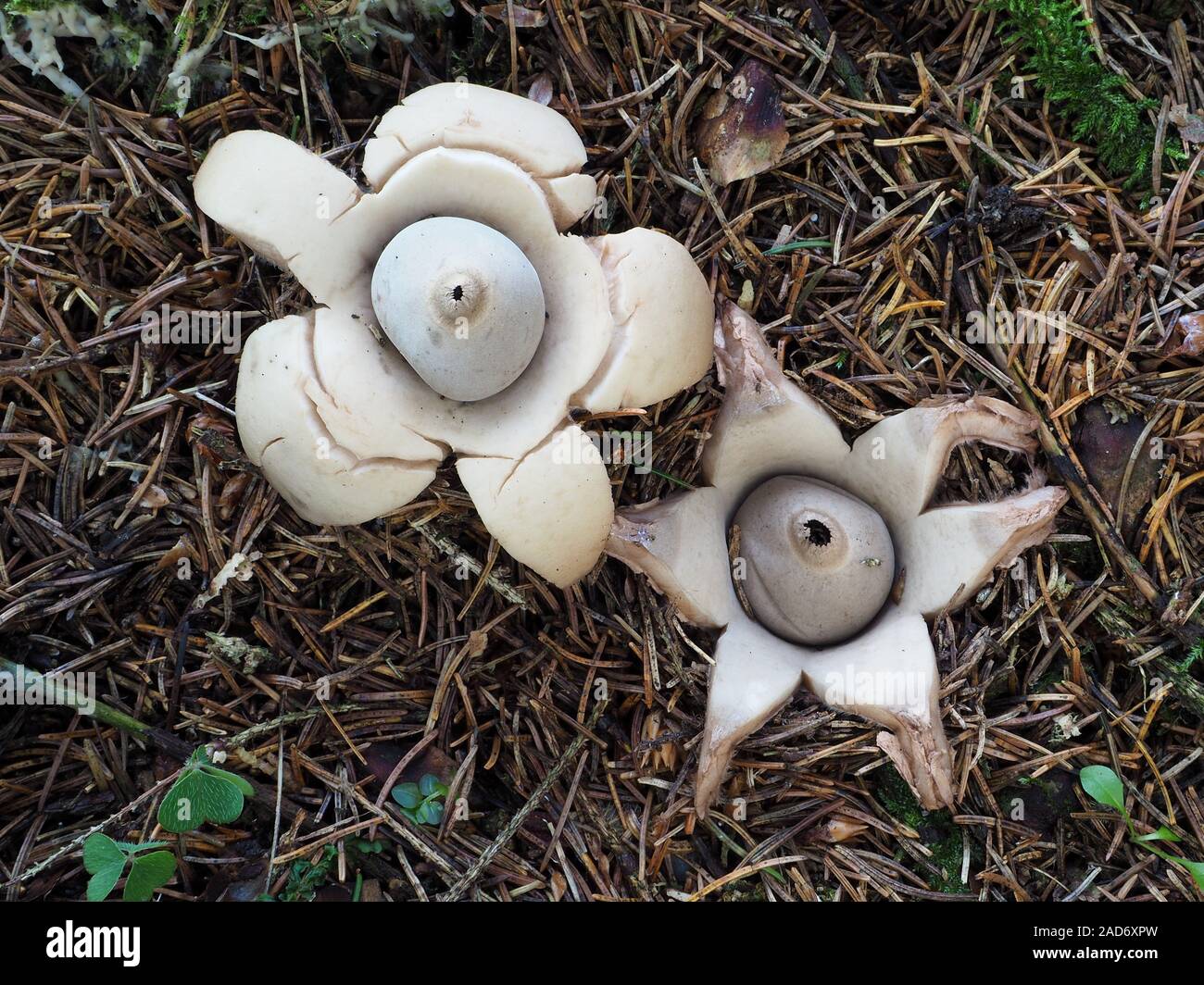 collared earthstar, saucered earthstar, triple earthstar Stock Photo ...