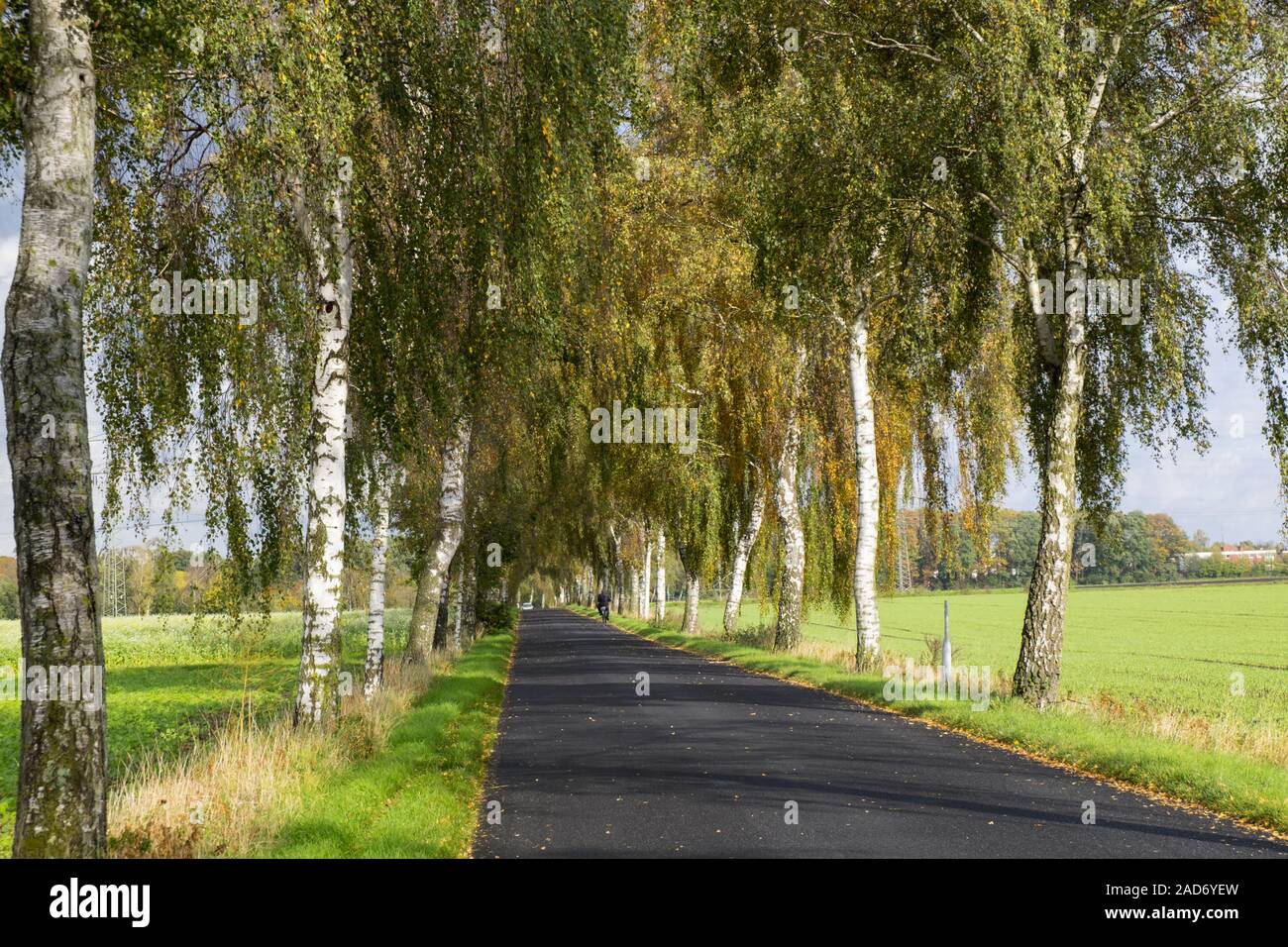 Birch avenue (Betula) in autumn Stock Photo - Alamy