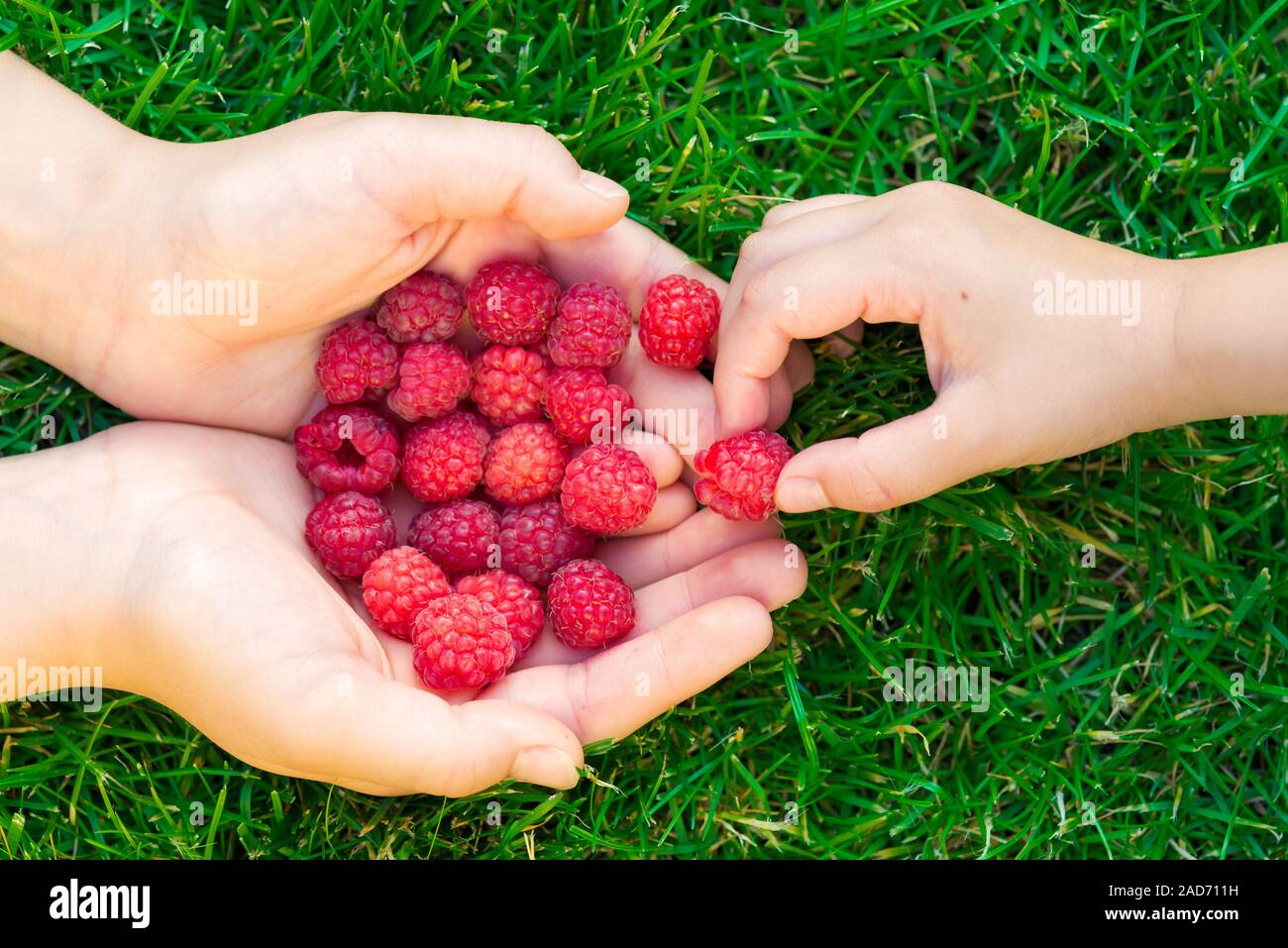 Child taking raspberries with mother's hands Stock Photo - Alamy