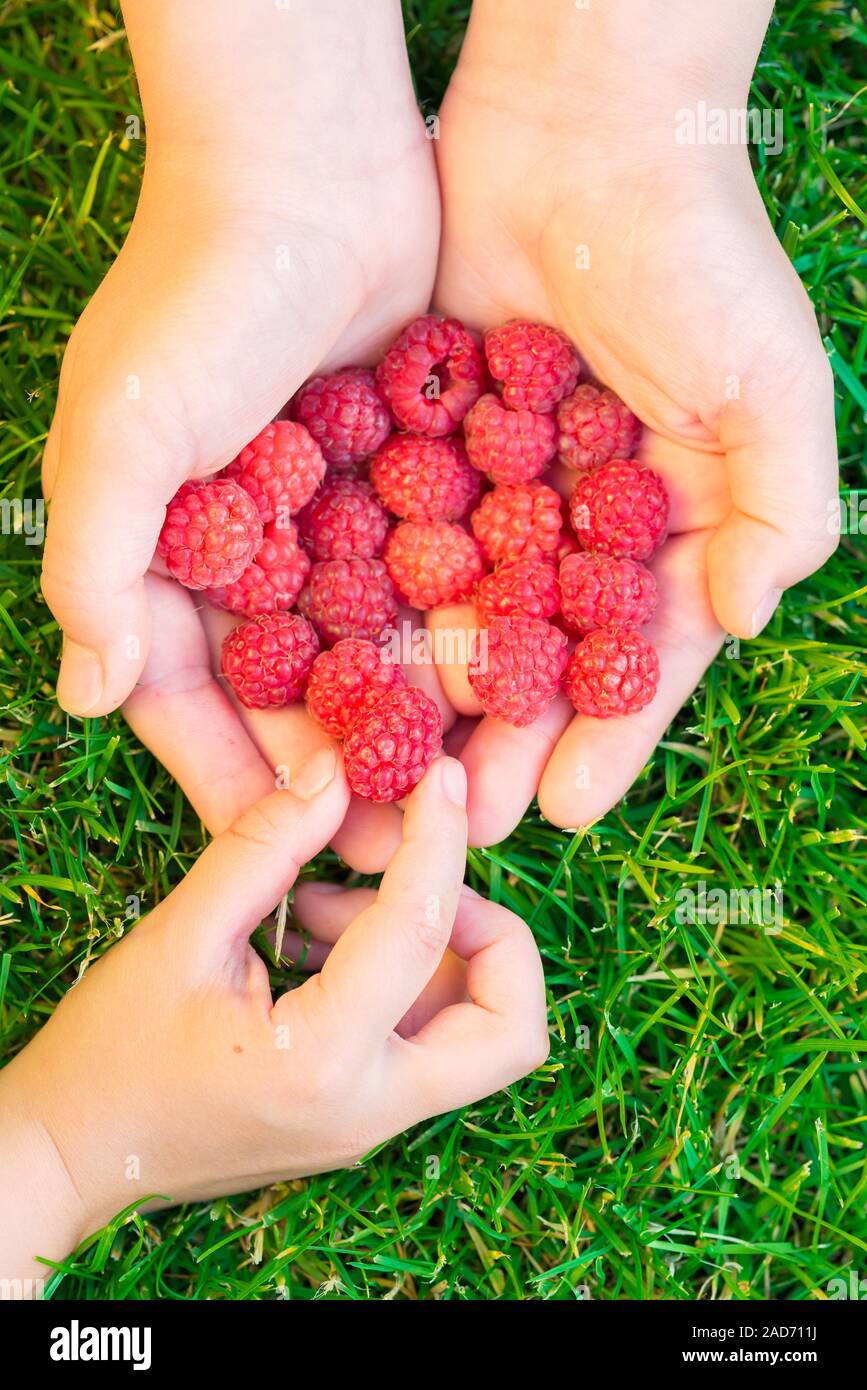 Child taking raspberries with mother's hands Stock Photo - Alamy