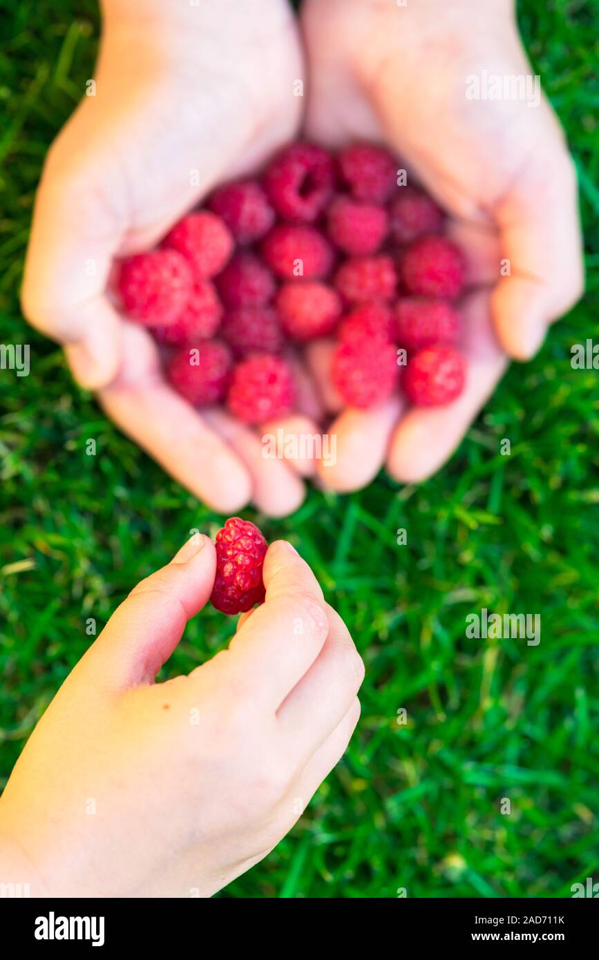 Child taking raspberries with mother's hands Stock Photo - Alamy