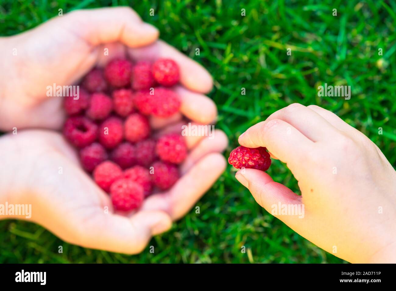 Child taking raspberries with mother's hands Stock Photo - Alamy
