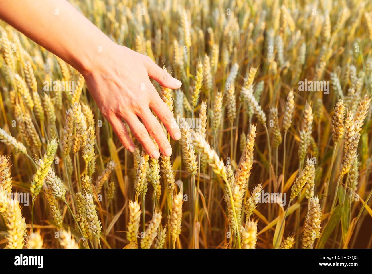 Human hand over ripe wheat Stock Photo - Alamy