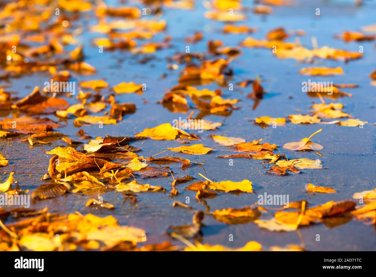 Many yellow autumn leaves on water surface of puddle Stock Photo - Alamy