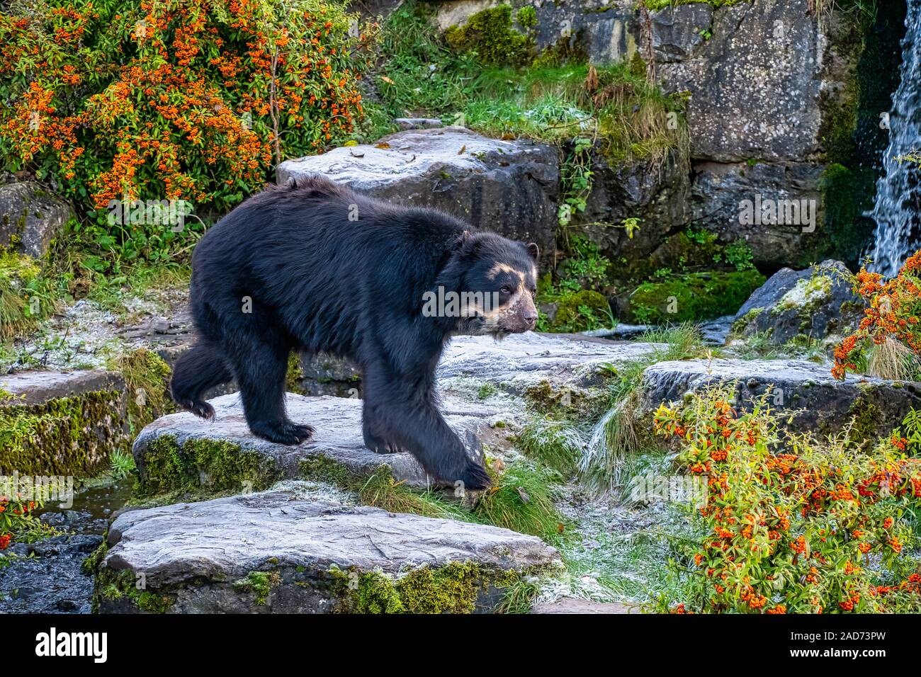 Spectacled bear peru hi-res stock photography and images - Alamy
