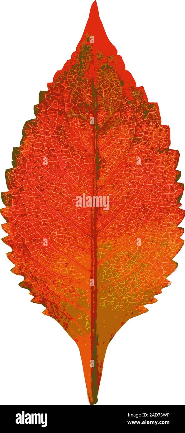 Autumn leaf on white background. Vector illustration Stock Vector Image ...