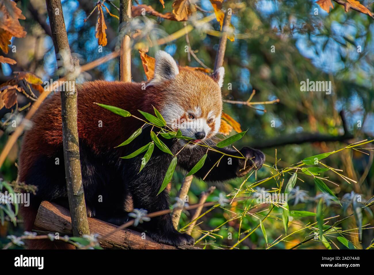 Young Red Panda eating bamboo in a tree Stock Photo - Alamy
