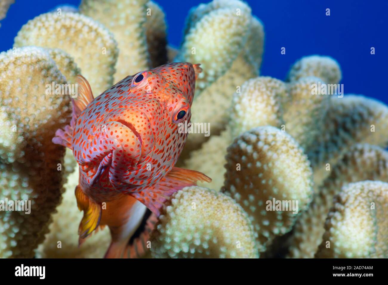 Typical of this family the blackside hawkfish, Paracirrhites forsteri ...