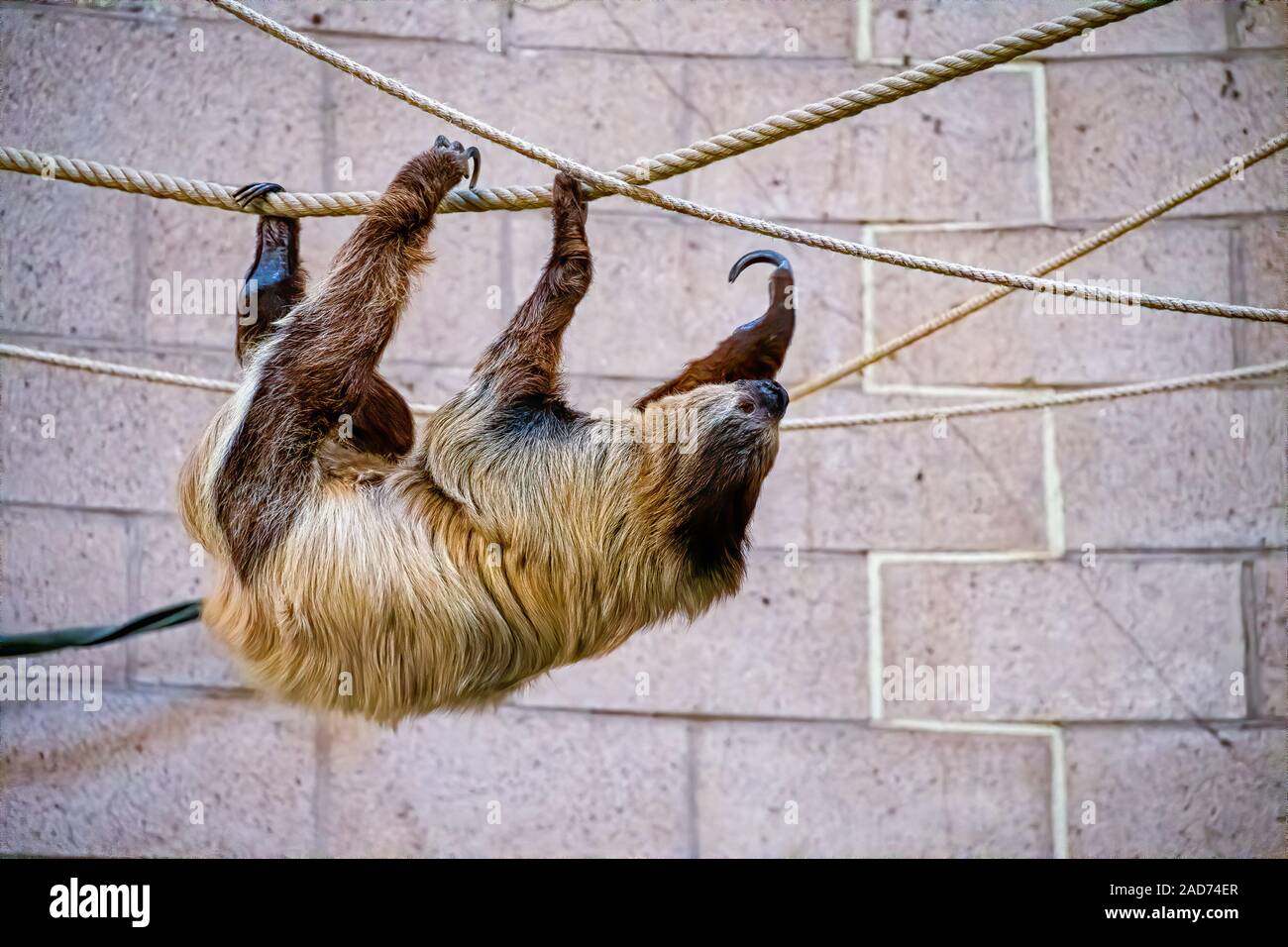 Two toed sloth crawling across some rope Stock Photo - Alamy