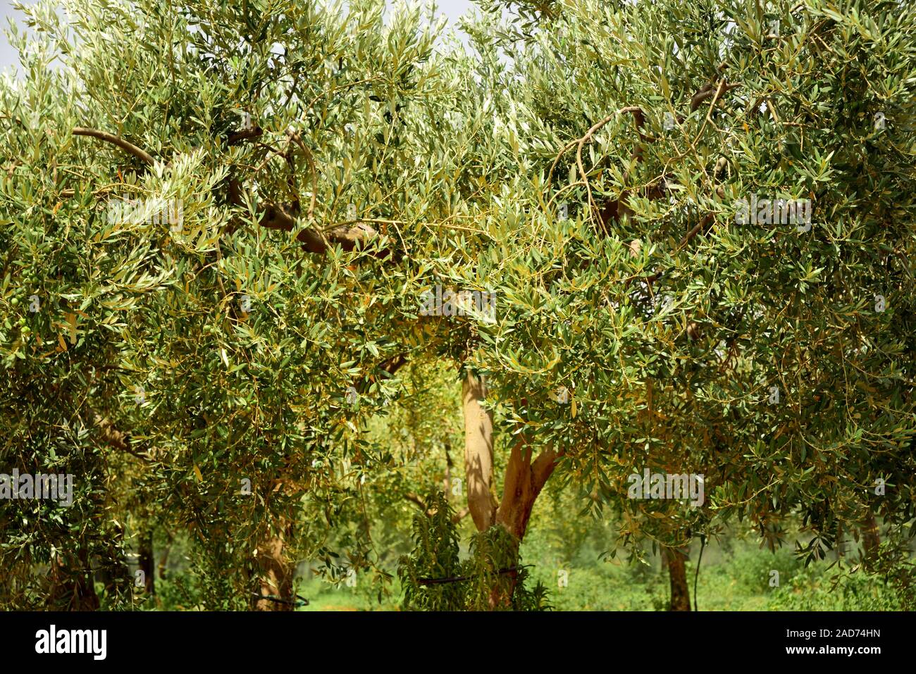 Olive tree irrigation hi-res stock photography and images - Alamy