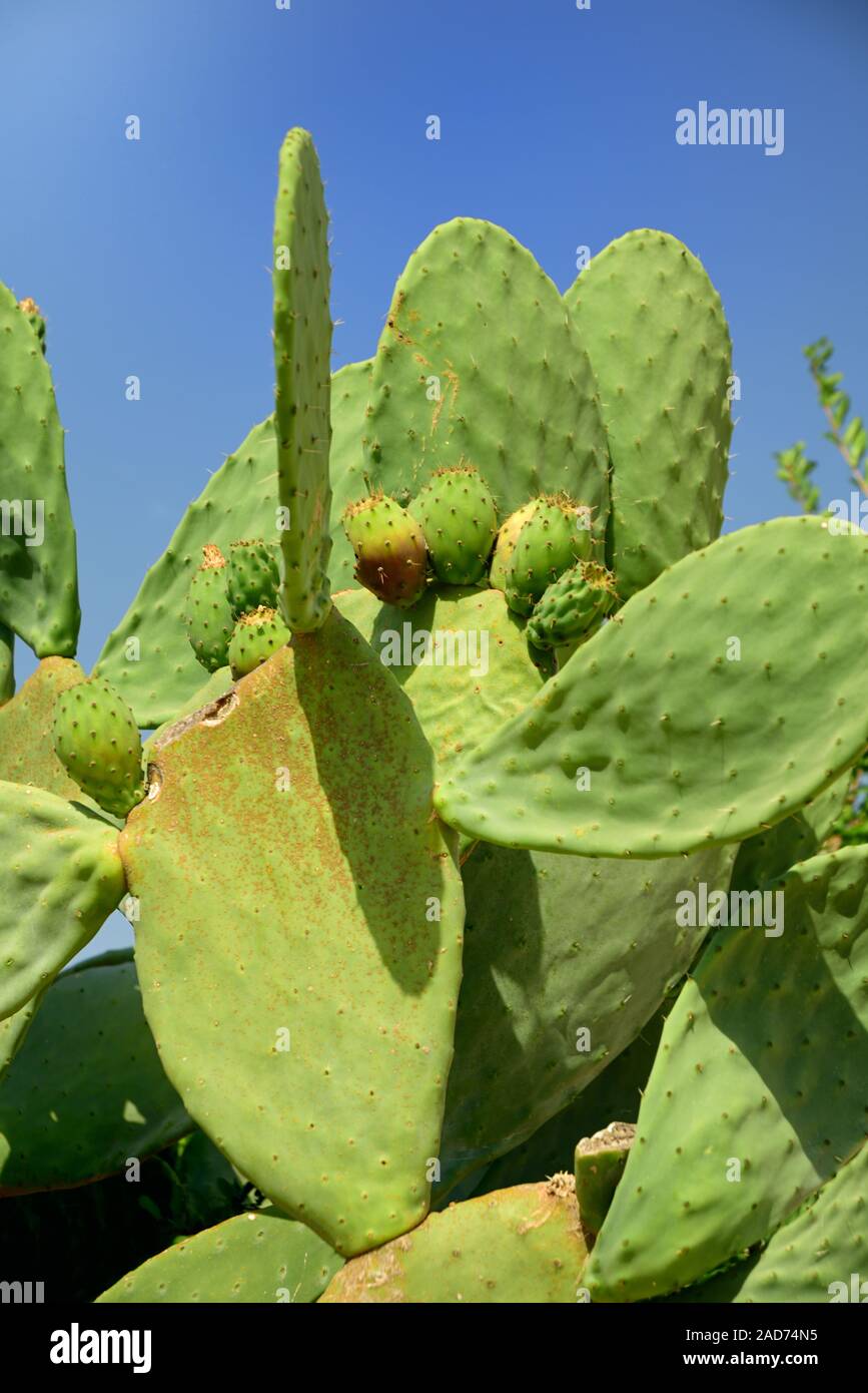 Fruits with spike hi-res stock photography and images - Alamy