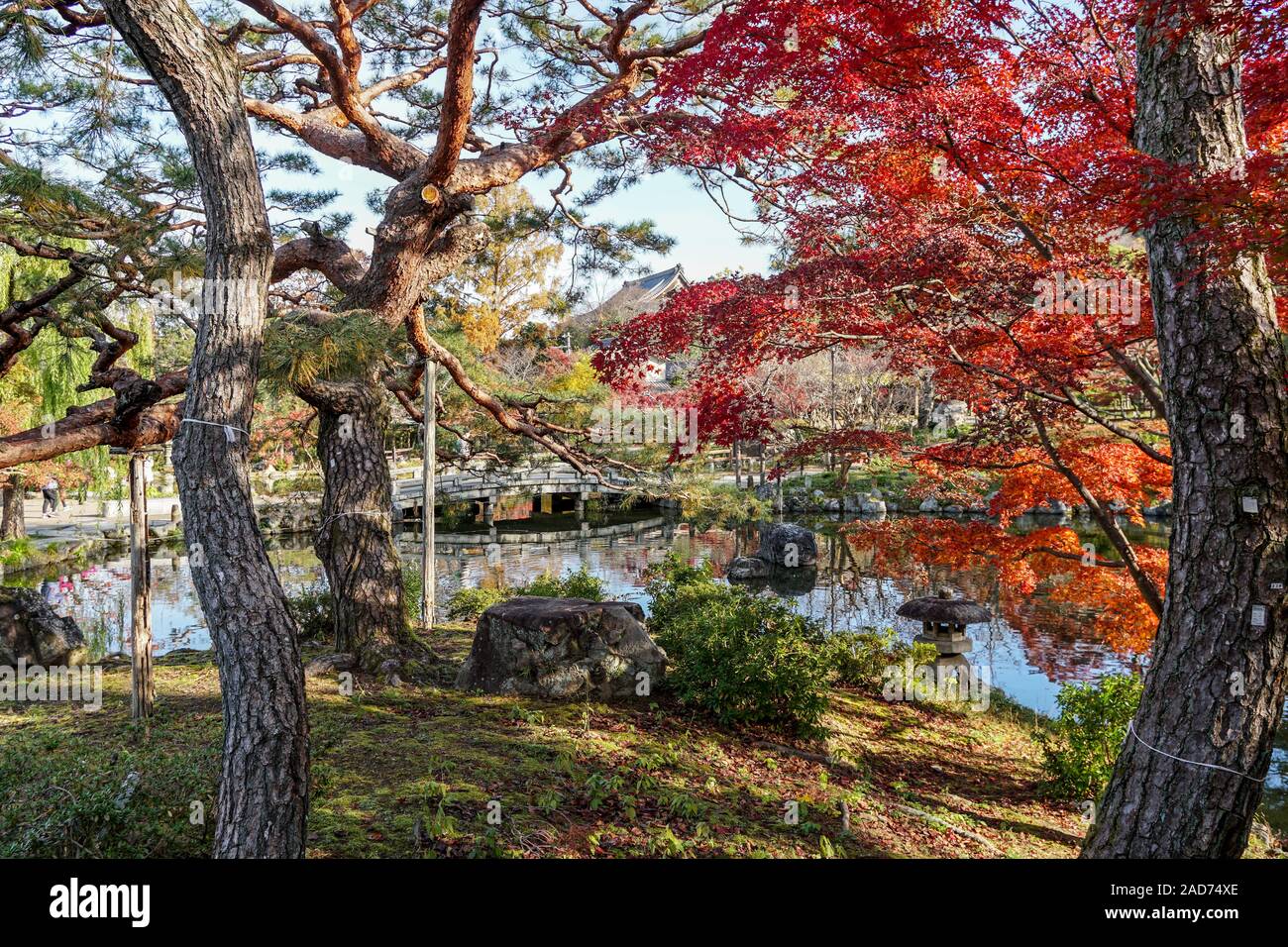 Maruyama Park in Kyoto during the momiji fall foliage season Stock ...