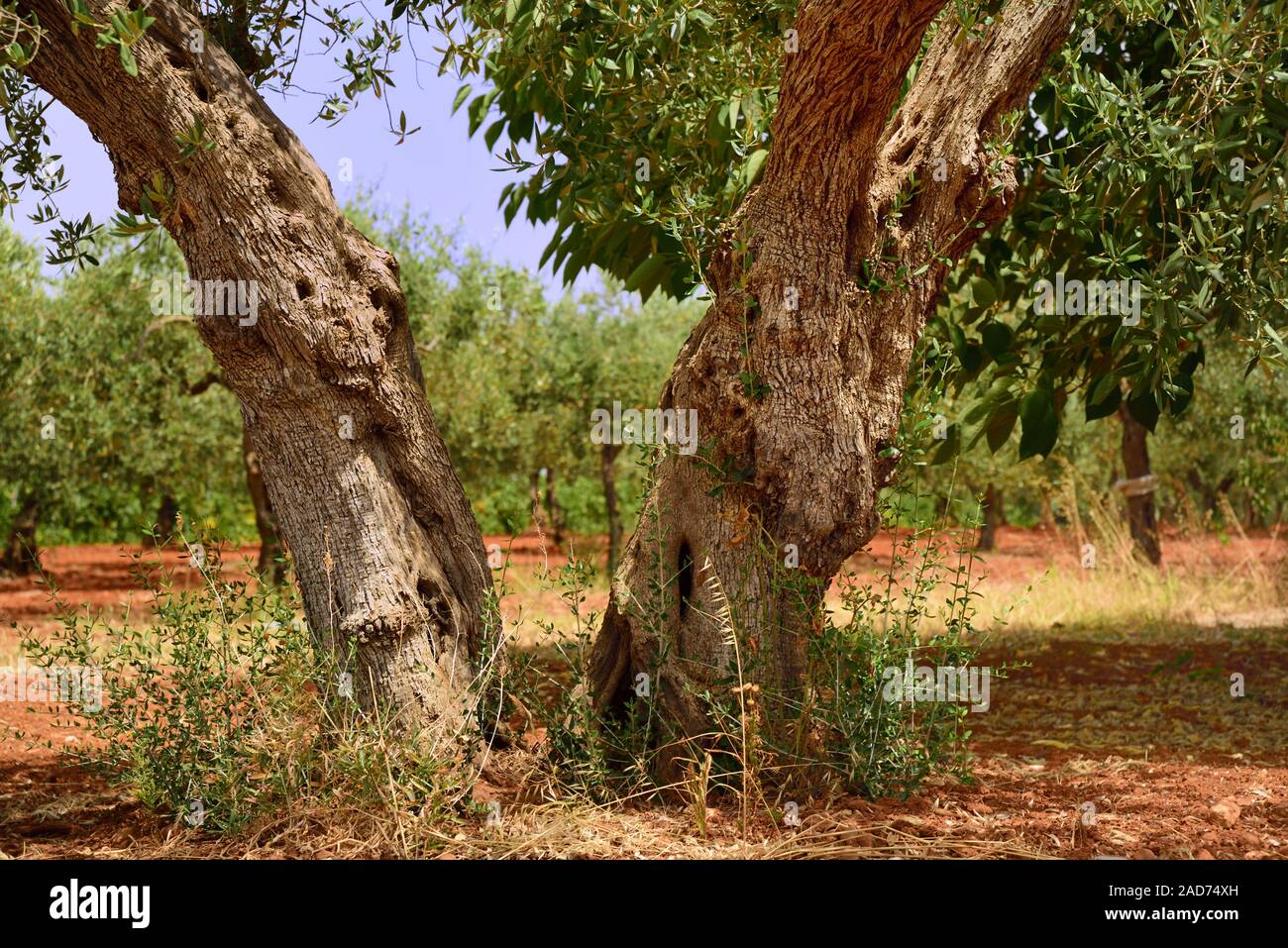 Gnarled tree trunk of an old olive tree with wild branches and branches ...
