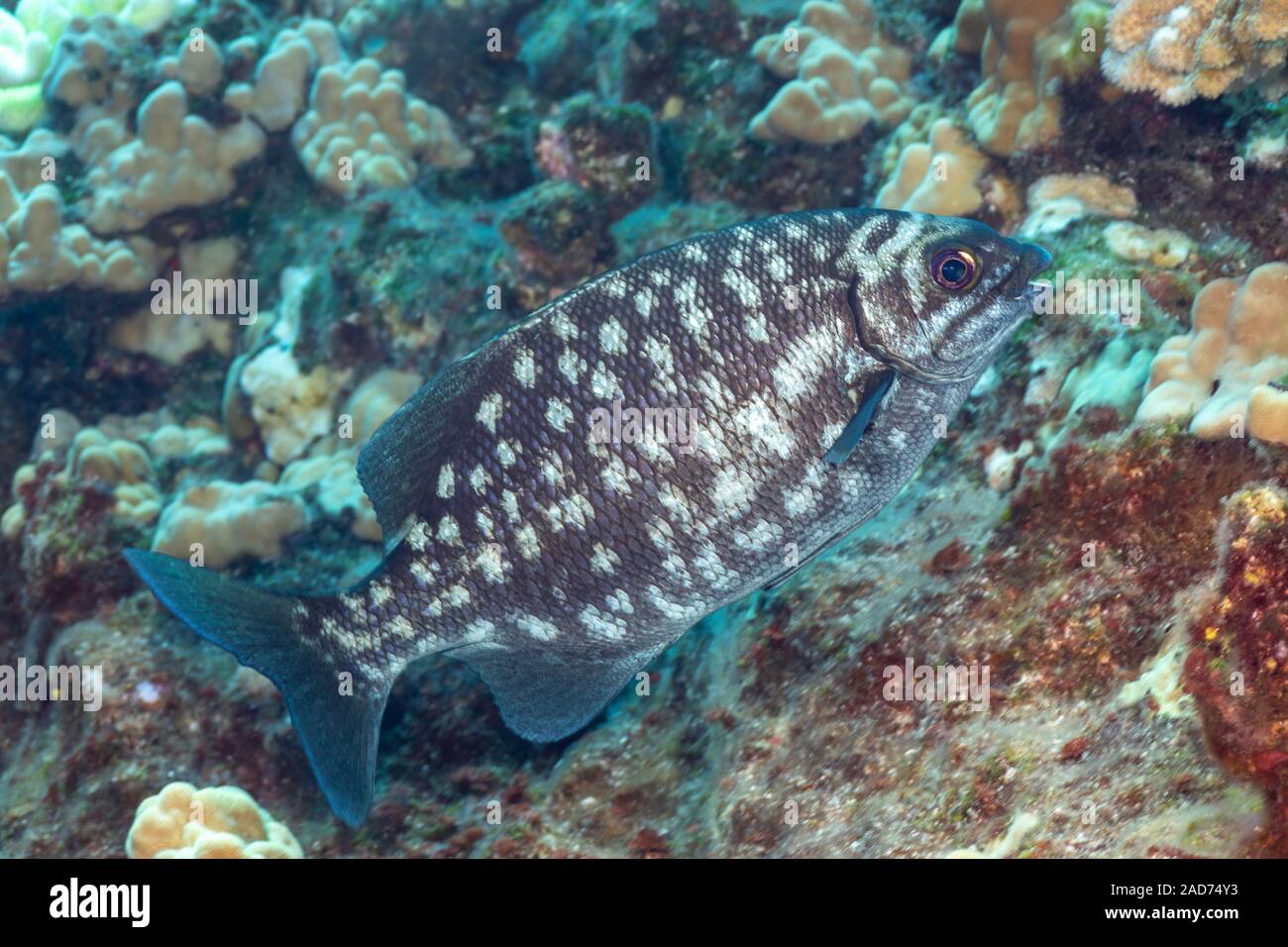 This is an unusual color pattern for the gray chub, Kyphosus ...