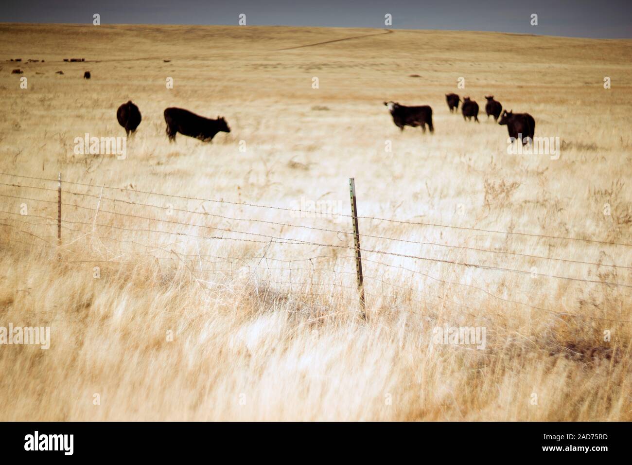 Beef cattle grazing in pasture hi-res stock photography and images - Alamy