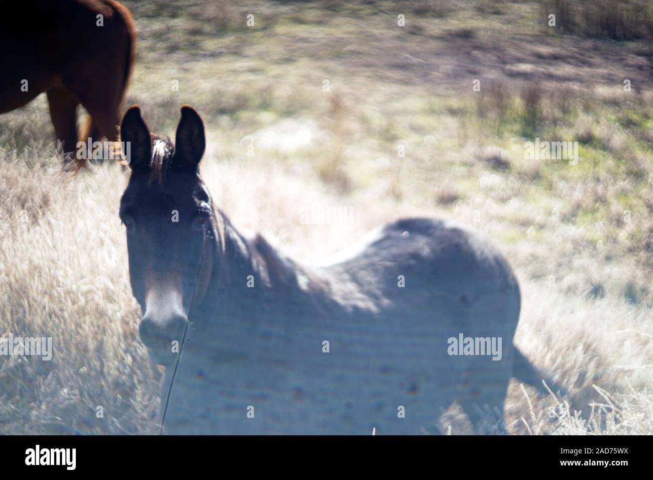 Donkey in Pasture Stock Photo - Alamy