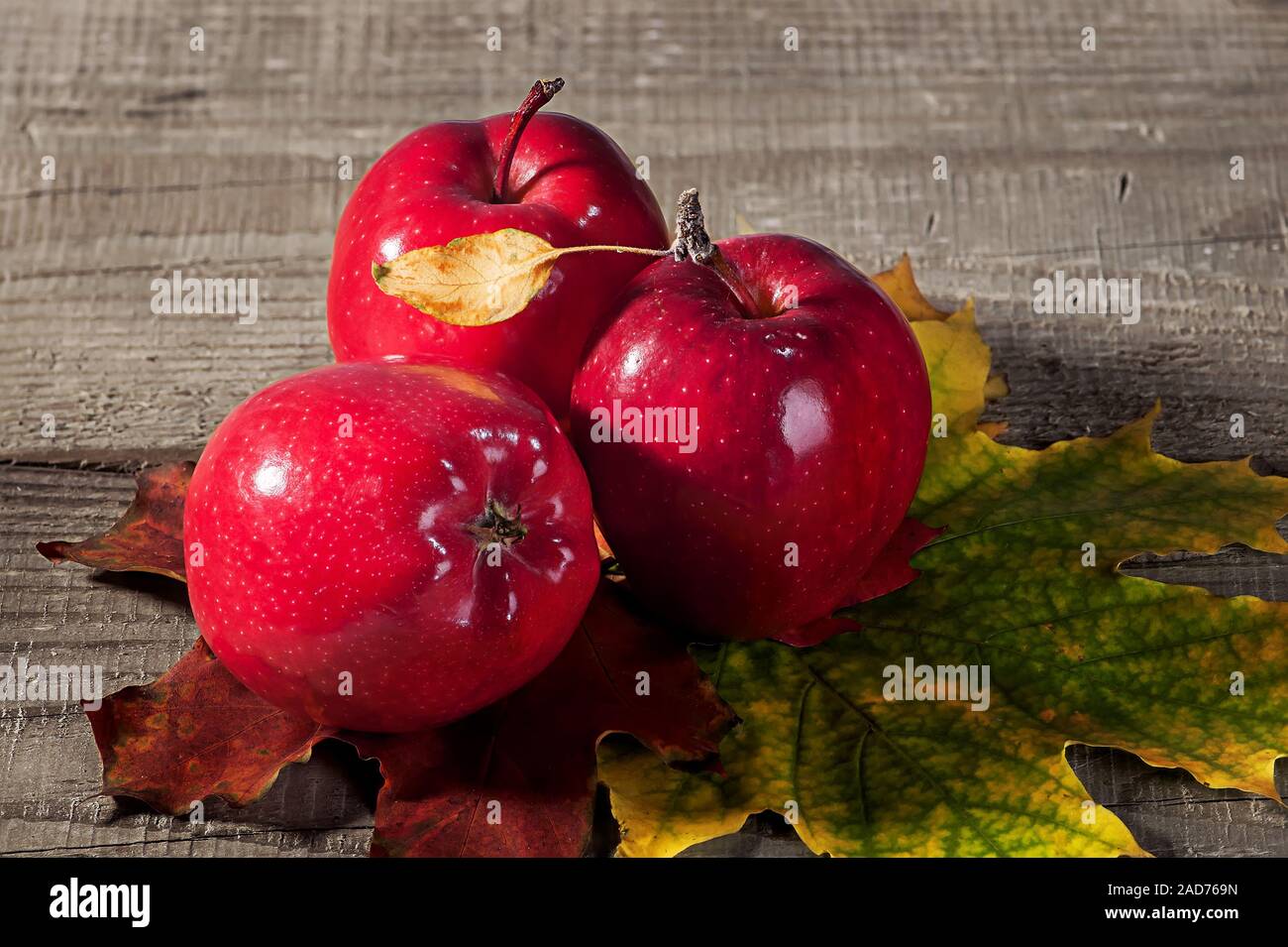 Old red maple hi-res stock photography and images - Alamy