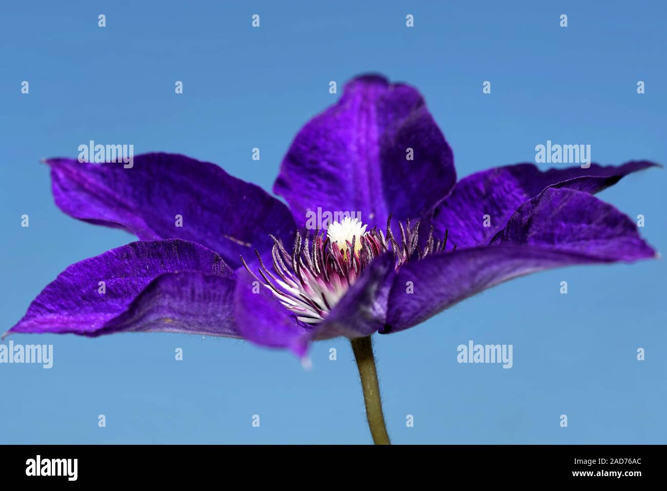 Closeup blue clematis flower hi-res stock photography and images - Alamy