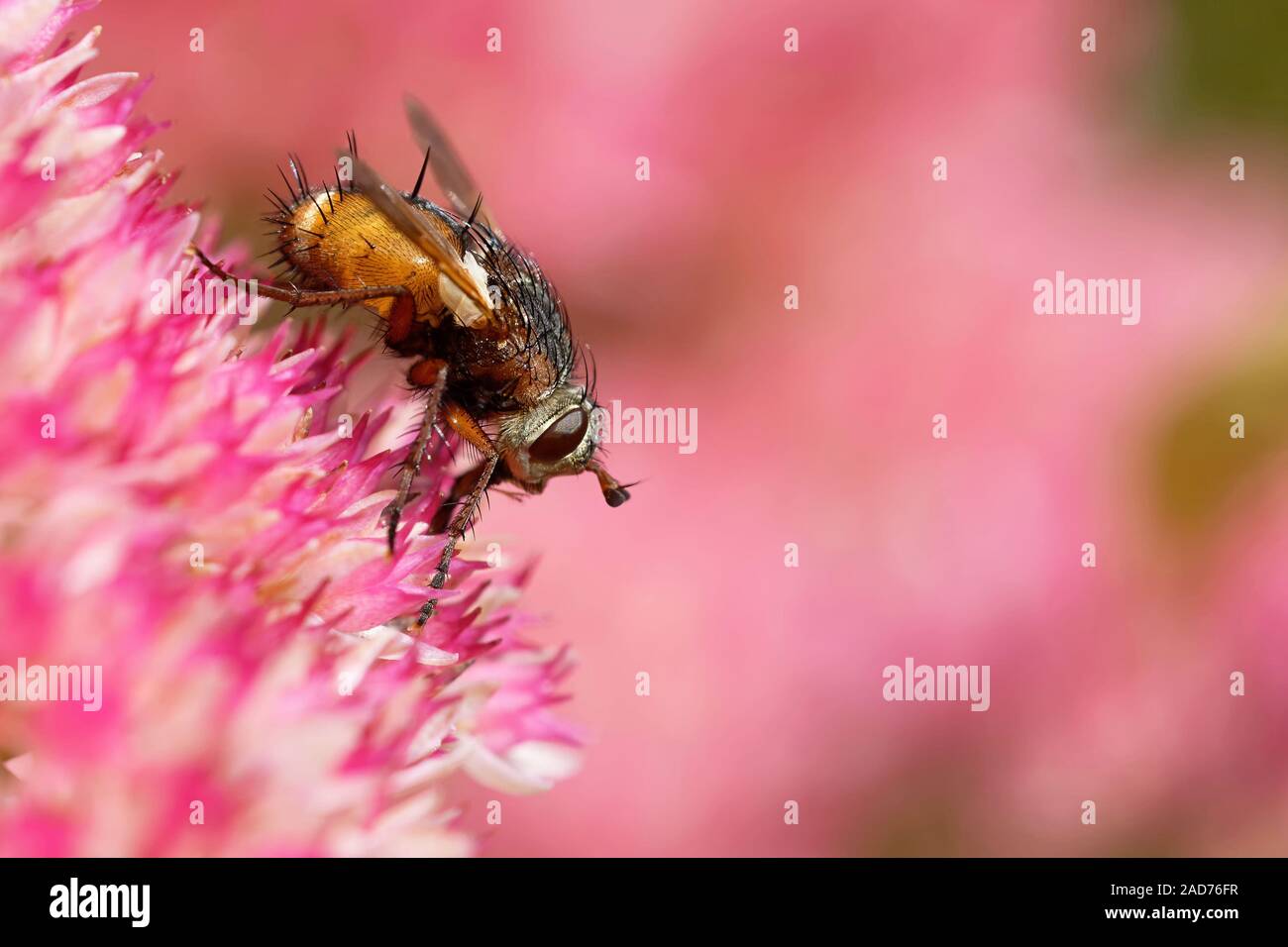 Hairy hedgehog hi-res stock photography and images - Alamy