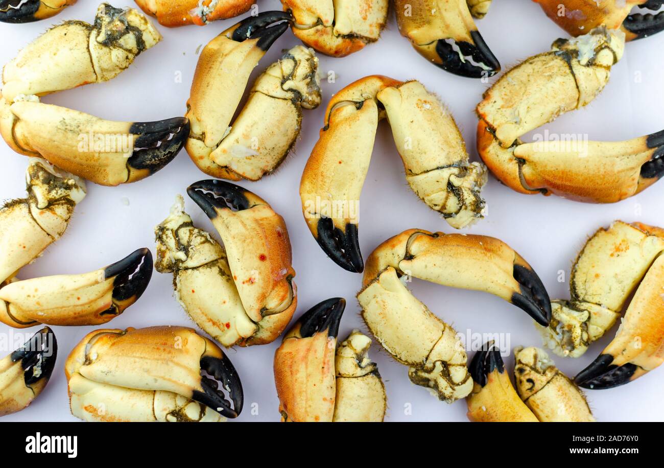 Atlantic crabs hi-res stock photography and images - Alamy