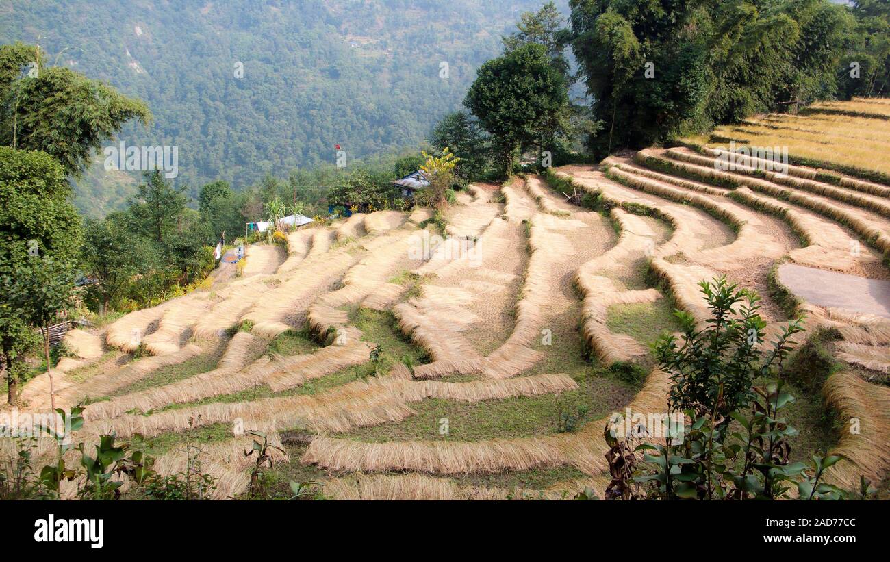 Terrace farming steep hi-res stock photography and images - Alamy