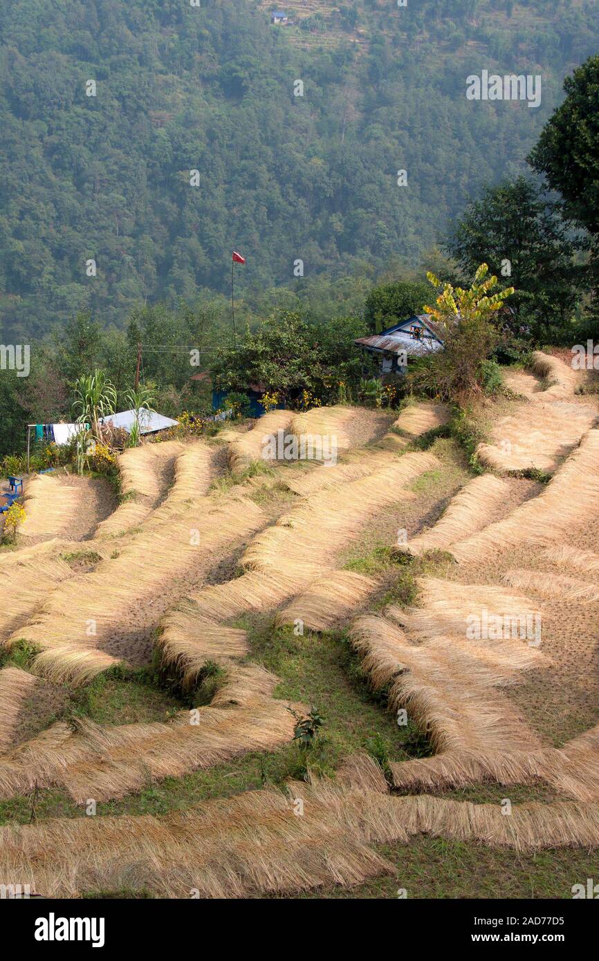 Terrace Farming Steep High Resolution Stock Photography and Images - Alamy