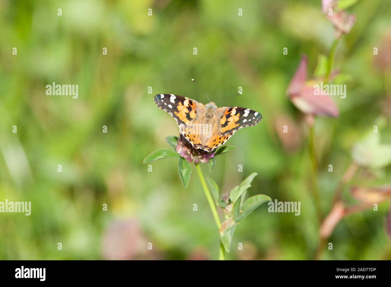 Vanessa cardui painted lady butterfly Stock Photo - Alamy