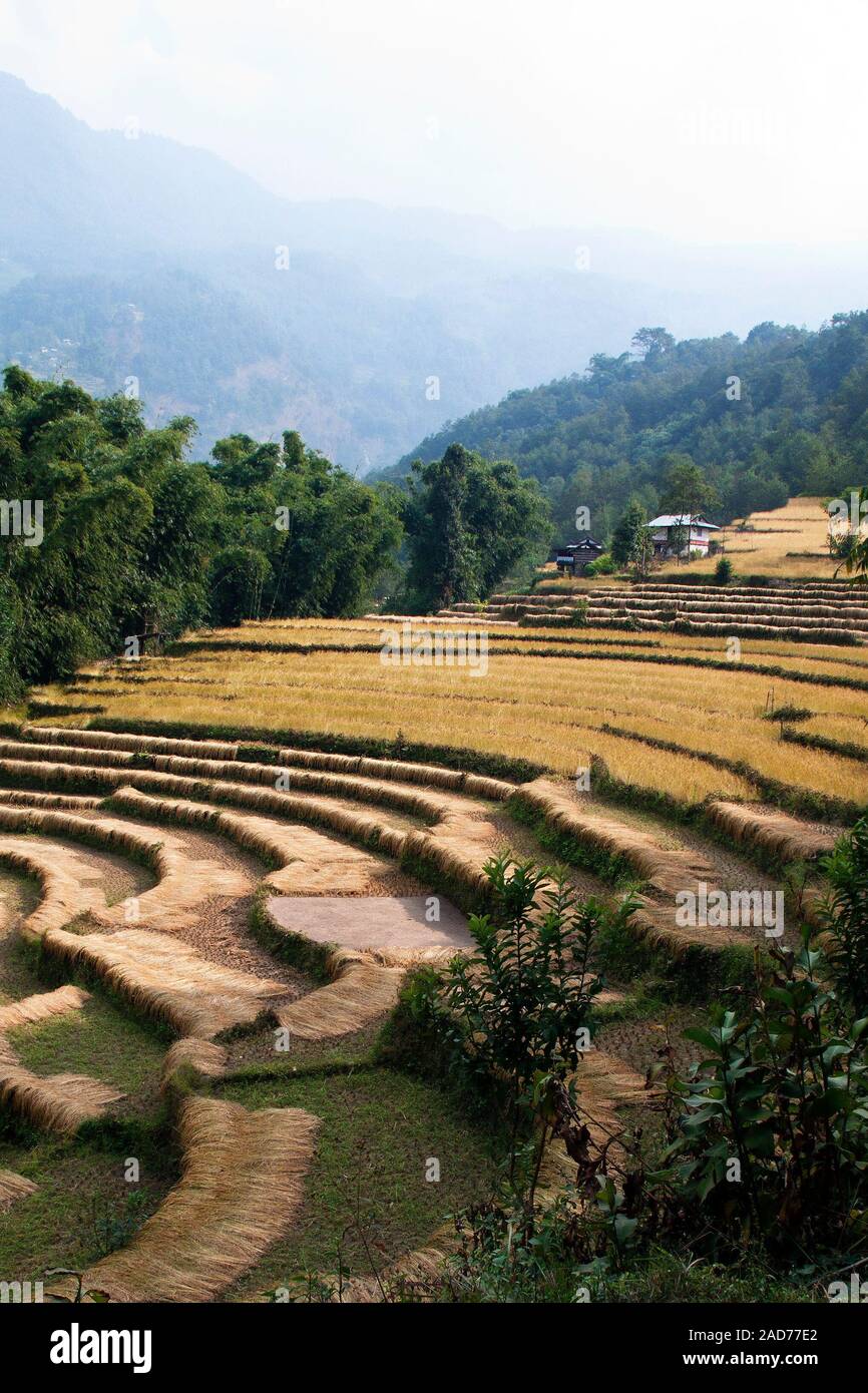 Rice Terraces Nepal High Resolution Stock Photography and Images - Alamy
