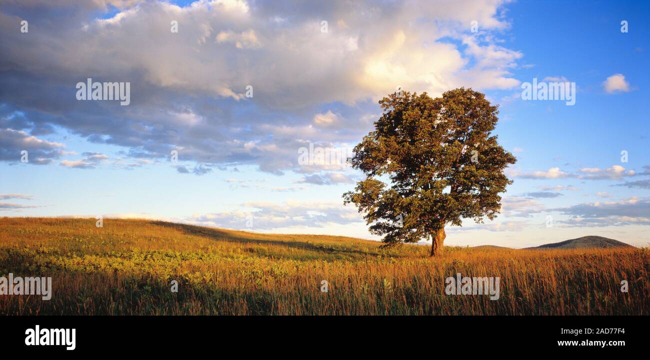 Sugar maple in rural landscape of Peacham, Vermont, USA Stock Photo - Alamy
