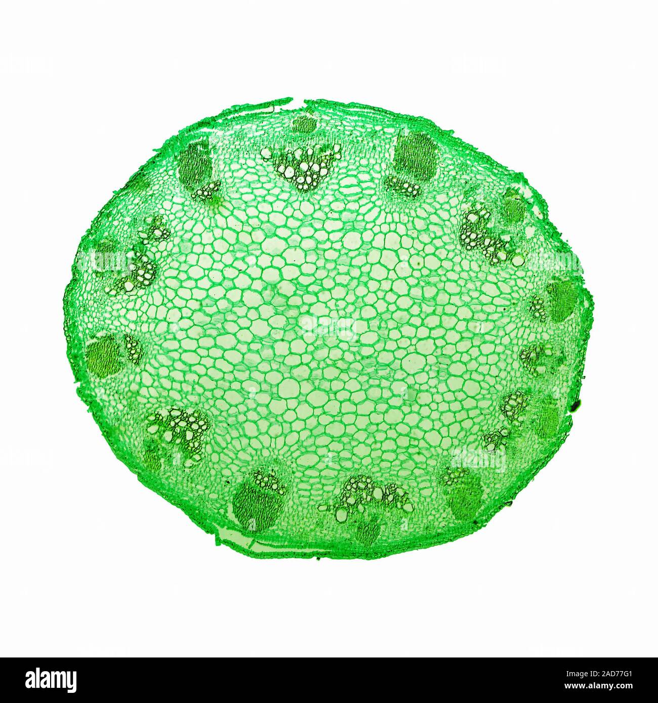 Stem micrograph cross section hi-res stock photography and images - Alamy