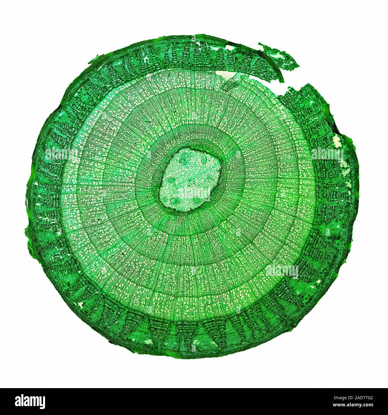 Tilia stem cross section hi-res stock photography and images - Alamy