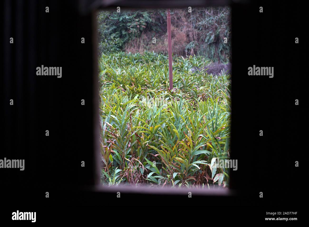 Small field of Cardamom plants seen through a window, Mitlung ...