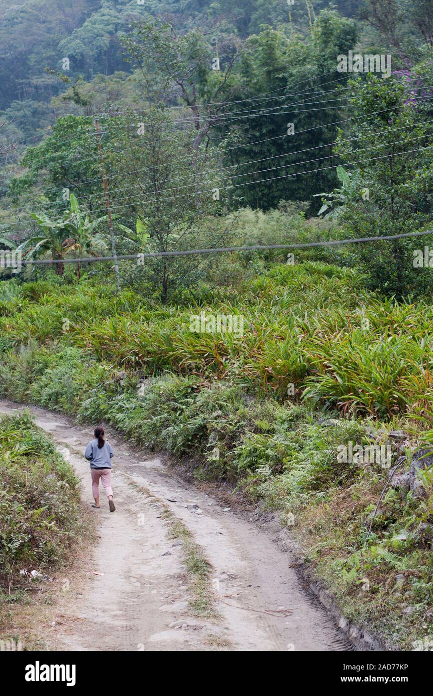 Cardamom Plants High Resolution Stock Photography and Images - Alamy