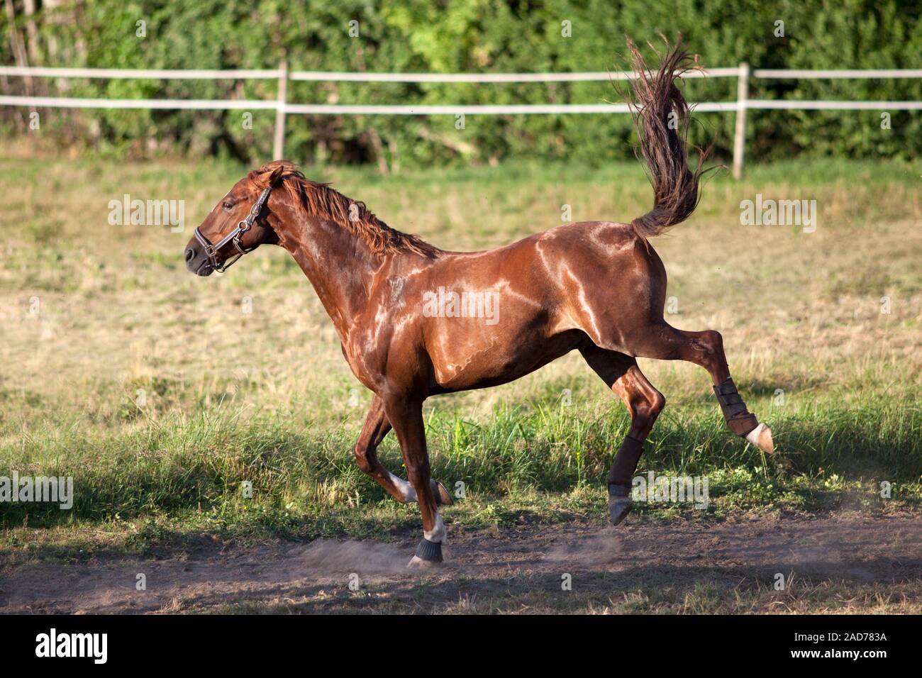 Horse gallop and bucking free on meadow outside Stock Photo - Alamy
