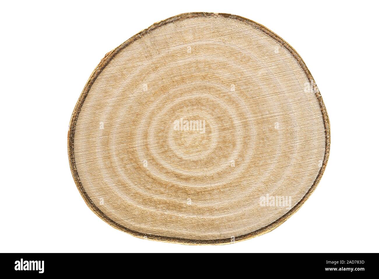 Birch wood, cross section on white background Stock Photo - Alamy