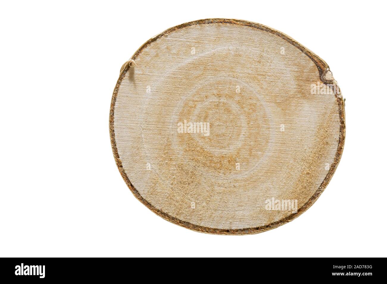 Birch wood, cross section on white background Stock Photo - Alamy