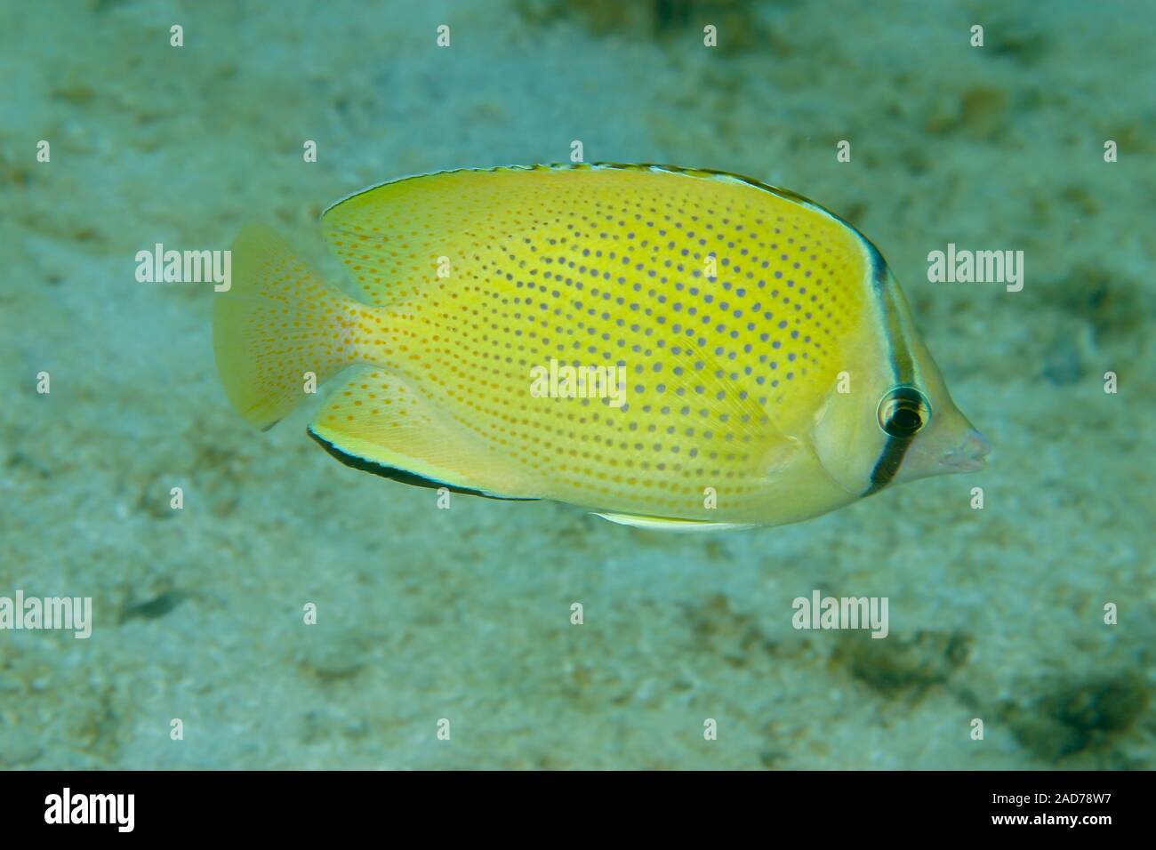 The speckled butterflyfish, Chaetodon citrinellus, is also known as a ...