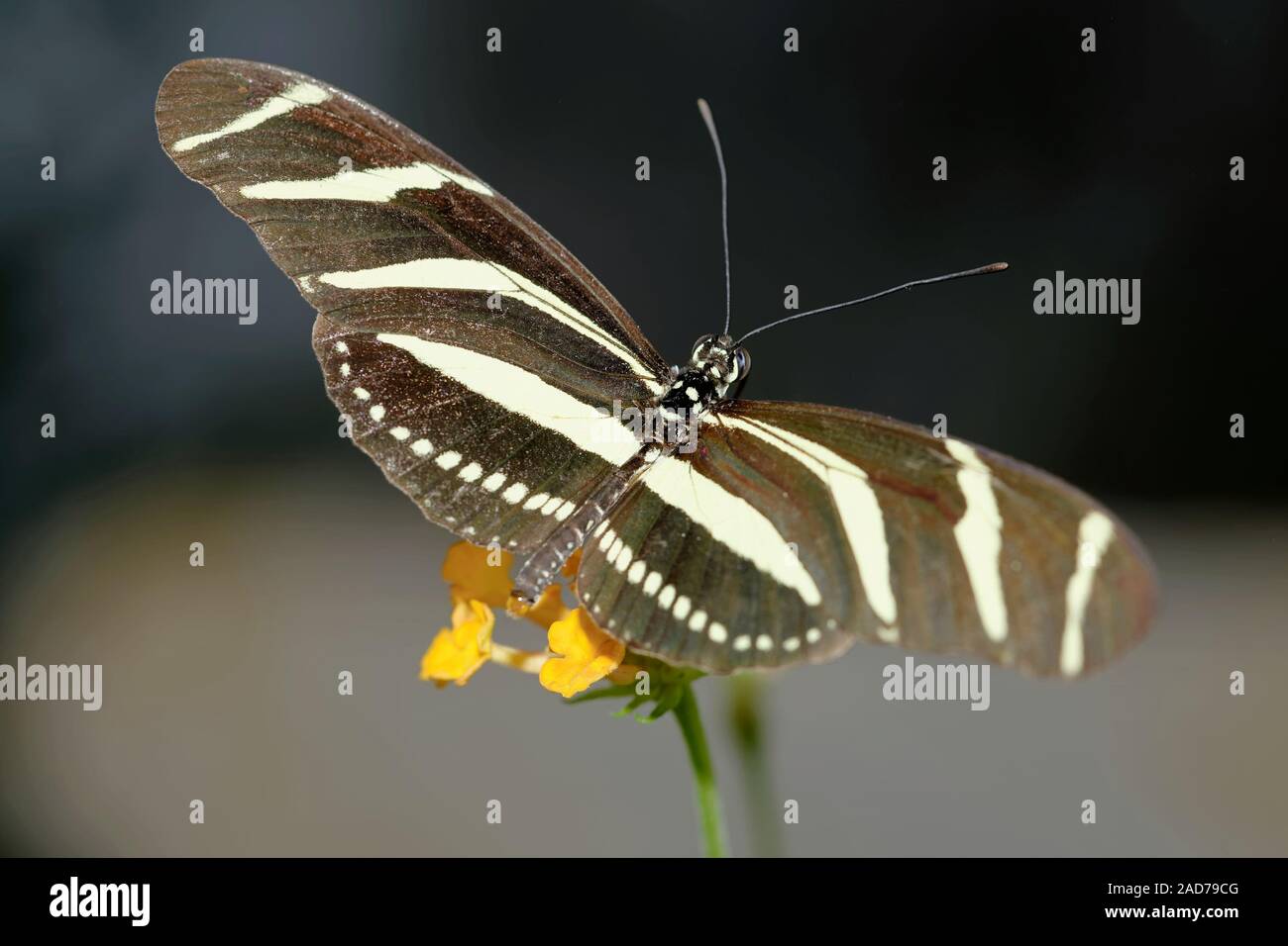 Zebra butterfly hi-res stock photography and images - Alamy