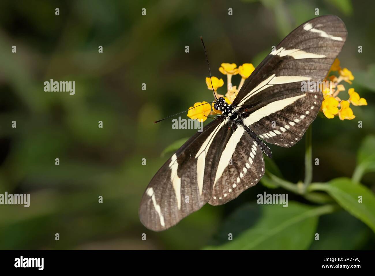 Zebra butterfly hi-res stock photography and images - Alamy