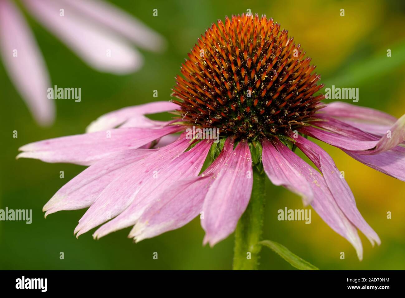 Purple sun hat Stock Photo - Alamy