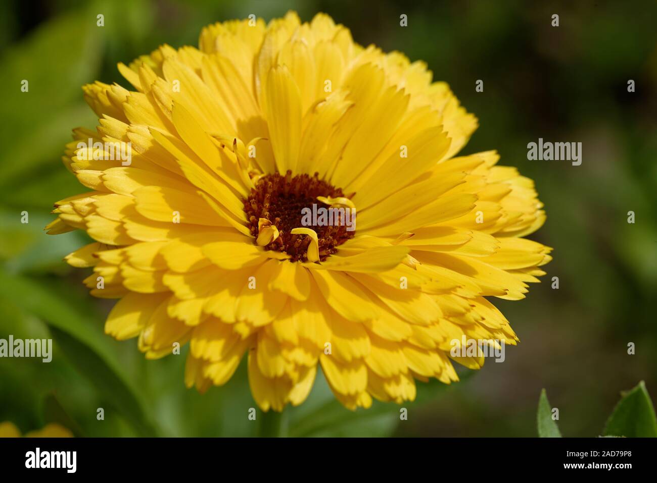 Brown marigold hi-res stock photography and images - Alamy