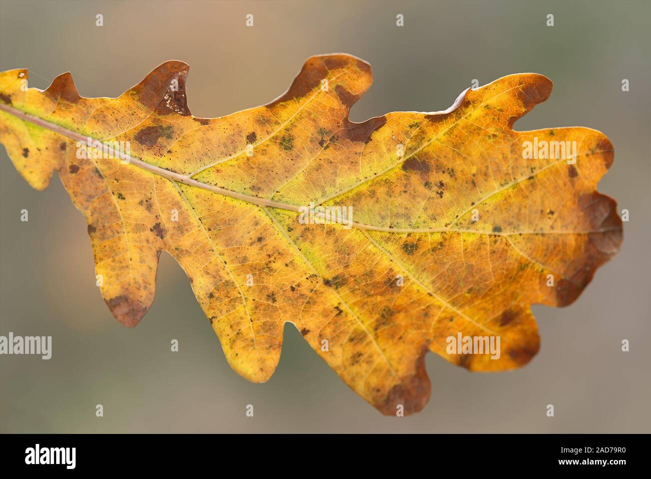 Oak leaf design hi-res stock photography and images - Alamy