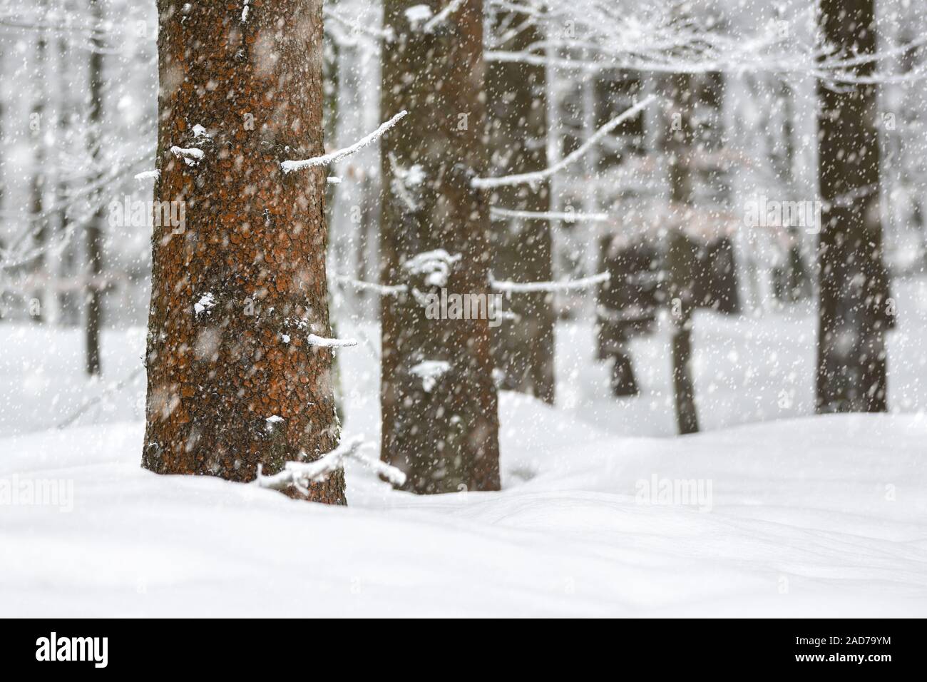 Close up winter forest hi-res stock photography and images - Alamy