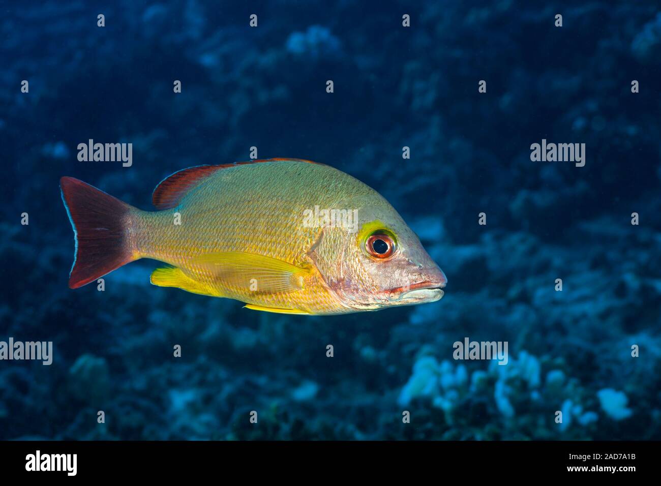 Lutjanidae hi-res stock photography and images - Alamy